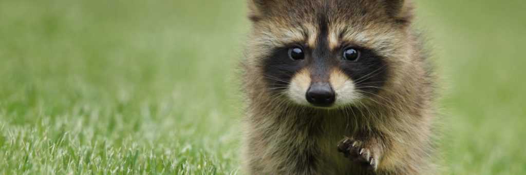 Animal Control - City of Willoughby, Ohio